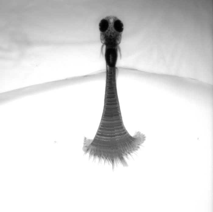 Research – Semmelhack Lab