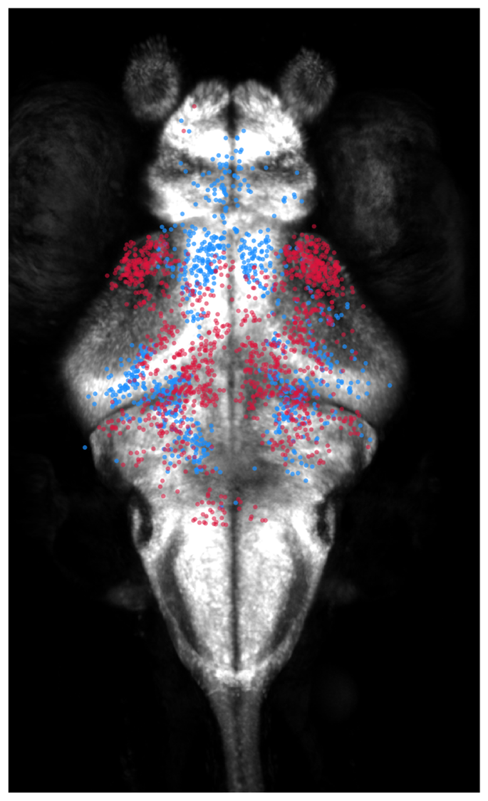 Research – Semmelhack Lab