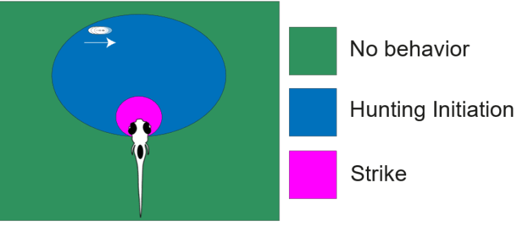 Research – Semmelhack Lab